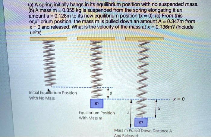 a a spring initially hangs in its equilibrium position with no ...
