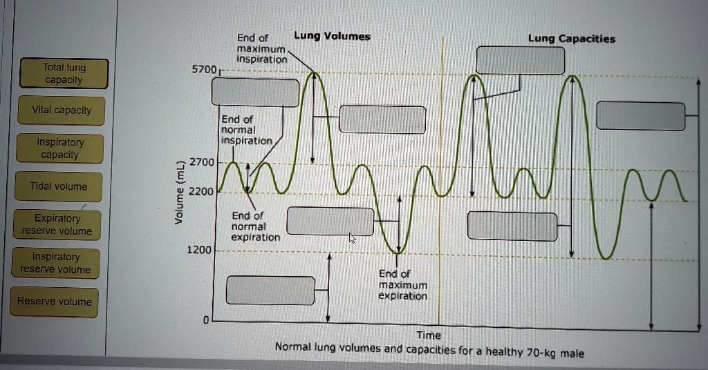 SOLVED: Drag the appropriate lung volume and lung capacity labels to ...