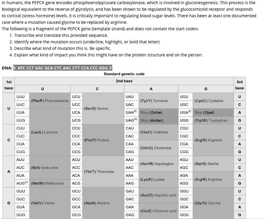 SOLVED: In humans, the PEPCK gene encodes phosphoenolpyruvate ...