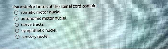 The anterior horns of the spinal cord contain somatic motor nuclei ...