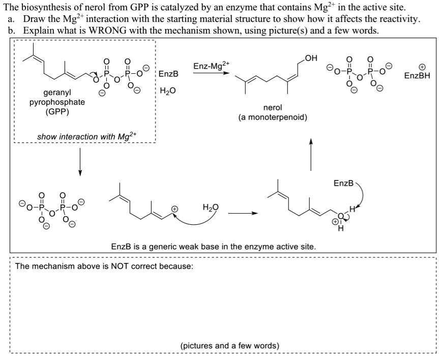 SOLVED:The biosynthesis of nerol from GPP is catalyzed by an enzyme ...