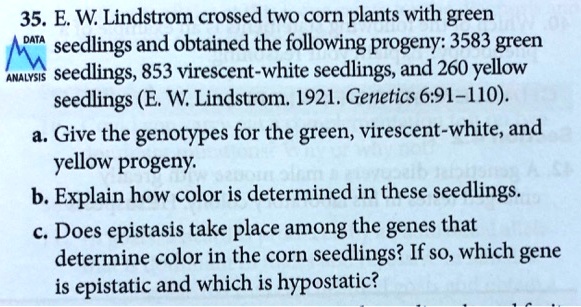 35. E. W. Lindstrom crossed two corn plants with green seedlings and ...