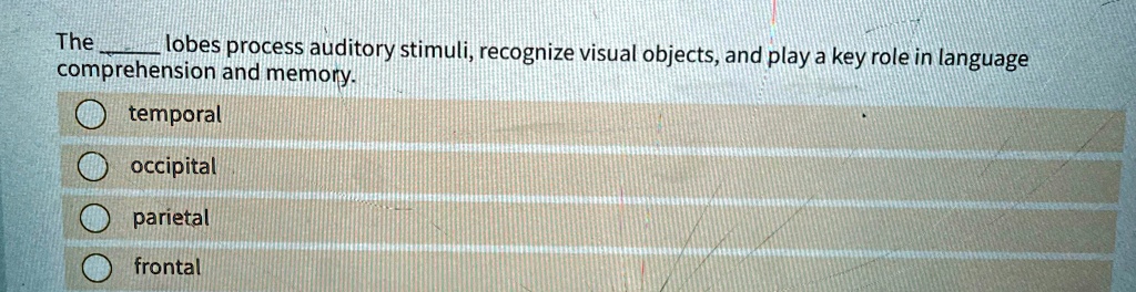 The lobes process auditory stimuli, recognize visual objects, and play ...