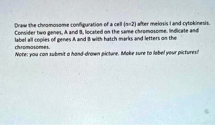 Draw the chromosome configuration of a cell (n=2) after meiosis and ...