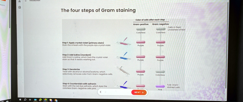 SOLVED: The four steps of Gram staining Step 1: Apply crystal violet ...