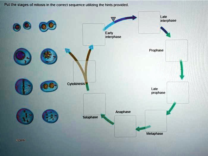 Late Metaphase