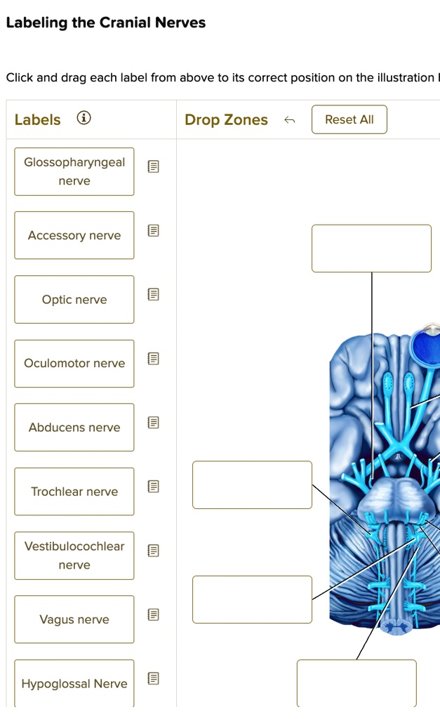 Labeling the Cranial Nerves Click and drag each label from above to its ...