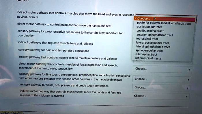 SOLVED: Indirect motor pathway that controls muscles that move the head ...