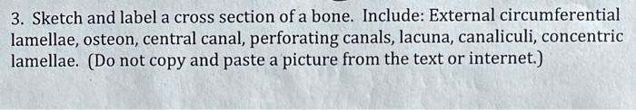 3. Sketch and label a cross section of a bone. Include: External ...