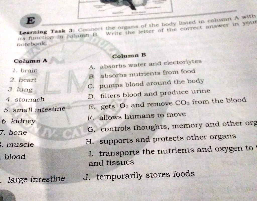 E Learning Task 3: Connect the organs of the body listed in column A ...