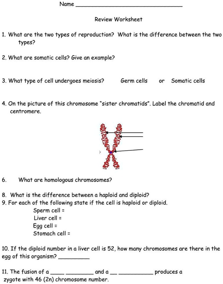 SOLVED: Name Review Worksheet What are the two types of reproduction ...