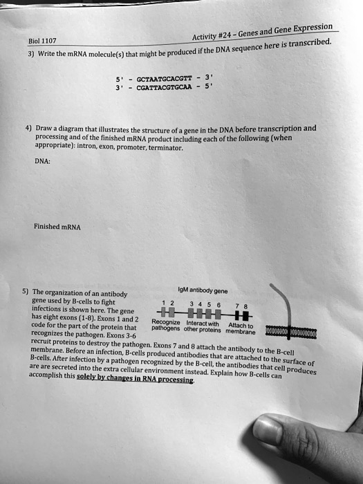 genes and gene expression 110 activity 24 here transcribed if the dna ...