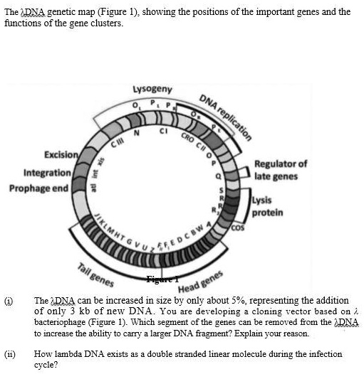 SOLVED: The JDNA genetic map (Figure 1): showing the positions of the ...