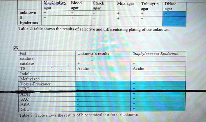 During the unknown bacteria identification, the unknown is identified ...