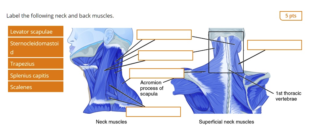 SOLVED: Label the following neck and back muscles 5 pts Levator ...