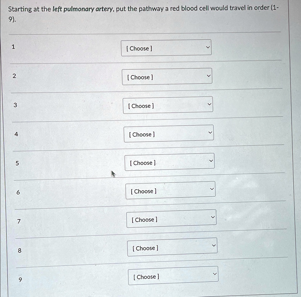 starting at the left pulmonary artery put the pathway a red blood cell would travel in order 19 ...