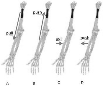 SOLVED: 'The bicep muscle has an attachment point at the shoulder and ...