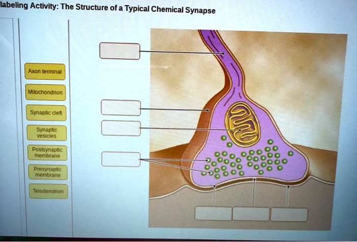 Art Labeling Activity Structure Of A Typical Motor Neurons - Infoupdate.org