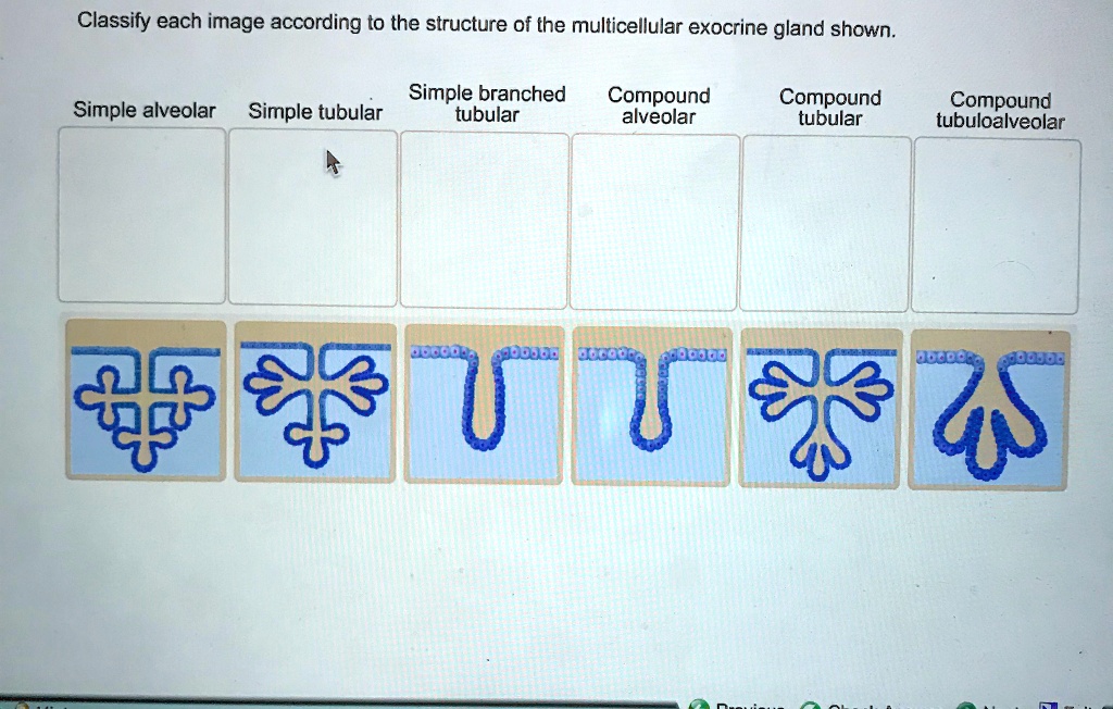 Classify each image according to the structure of the multicellular ...