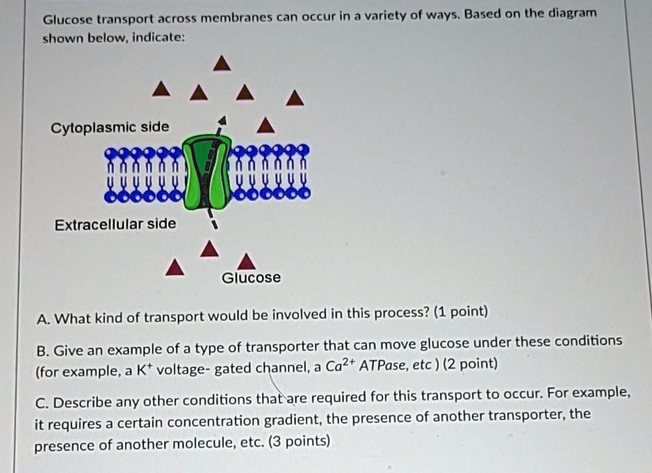 glucose transport across membrancs can occur in a varicty of ways based ...
