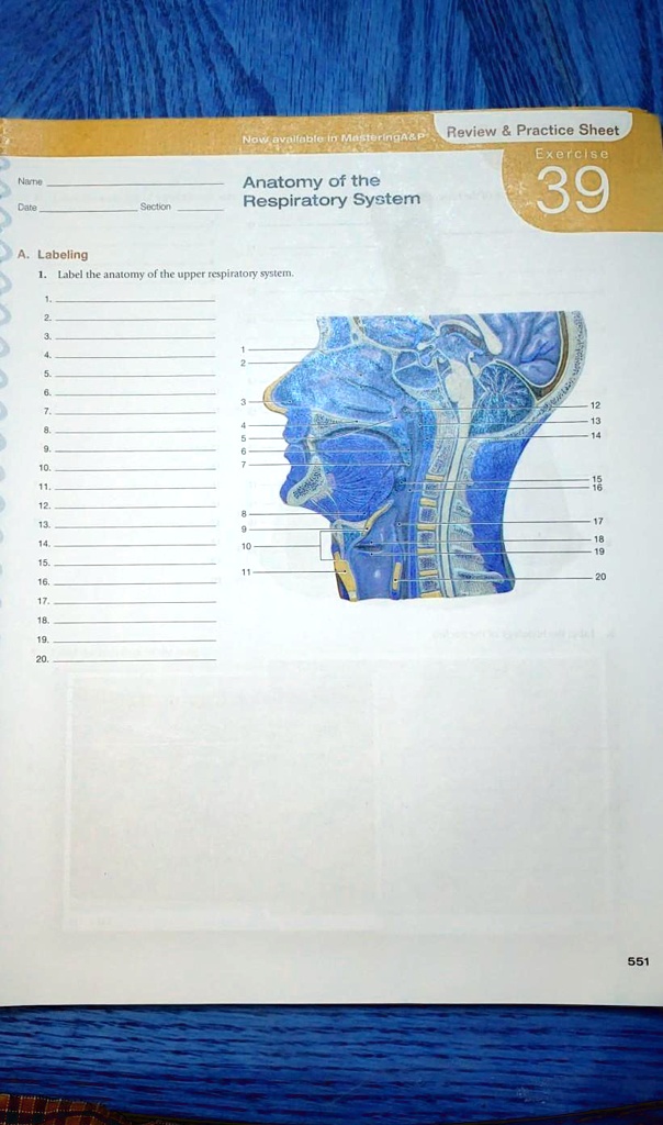 SOLVED: Now available in Mastering A P Review Practice Sheet Exercise ...