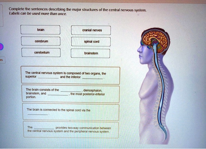 SOLVED: The central nervous system is composed of two organs, the brain and the spinal cord. The ...