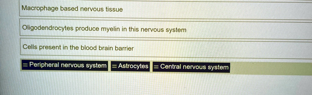 Macrophage based nervous tissue Oligodendrocytes produce myelin in this ...
