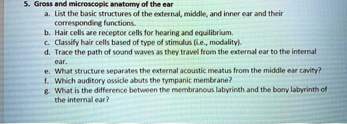 SOLVED: 5. Gross and microscopic anatomy of the ear a. List the basic structures of the external ...