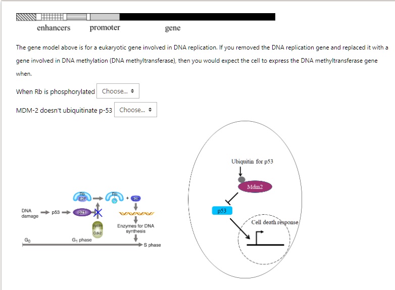 enhancers promoter gene the gene model bove eukaryotic gene involved in ...