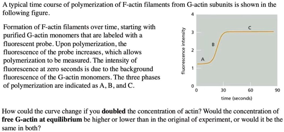 Solved A Typical Time Course Of Polymerization Of F Actin Filaments