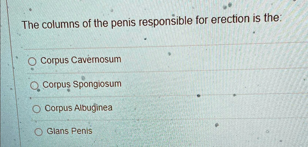 the columns of the penis responsible for erection are the corpus ...