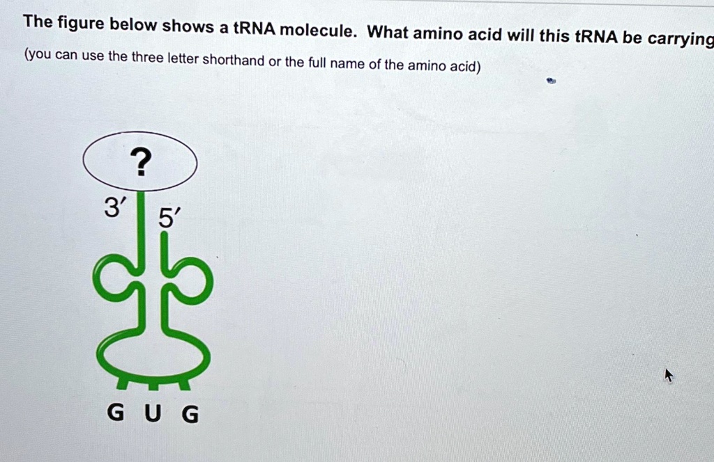SOLVED: The figure below shows a tRNA molecule. What amino acid will ...