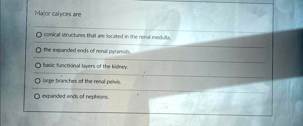 major calyces are conical structures that are located in the renal ...