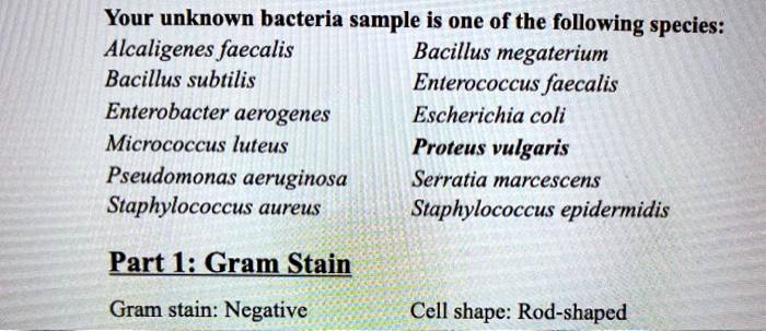 your unknown bacteria sample is one of the following species ...