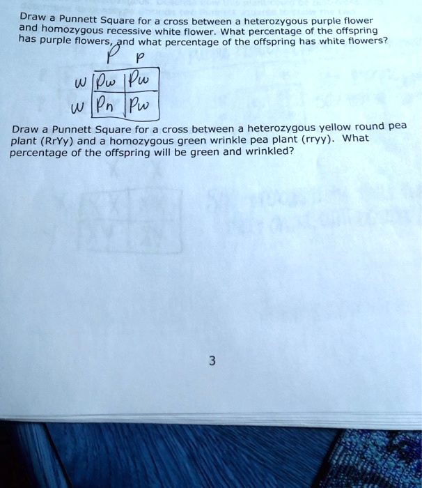 Draw a Punnett Square for a cross between a heterozygous...