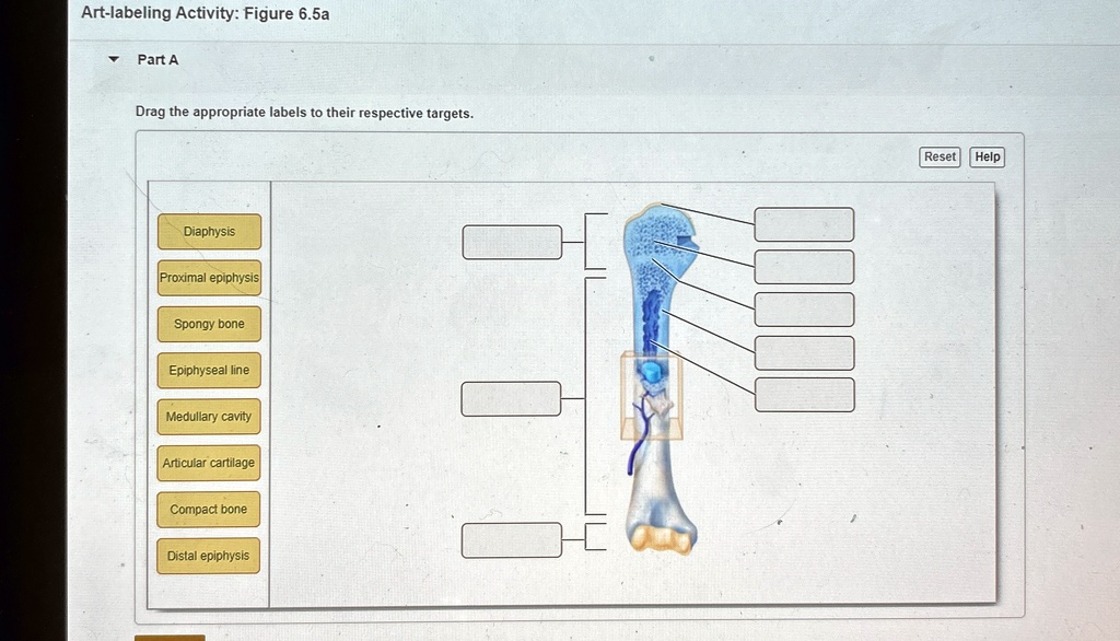 Art-labeling Activity: Figure 6.5a Part A Drag the appropriate labels to their respective ...