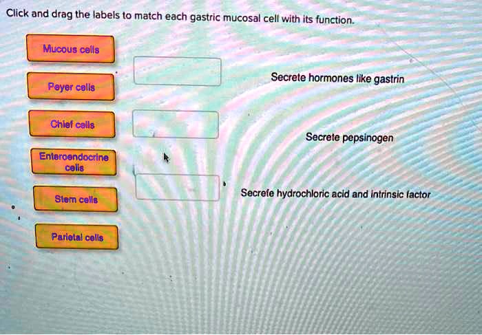 SOLVED: Click and drag the labels to match each gastric mucosal cell with its function. Mucous ...