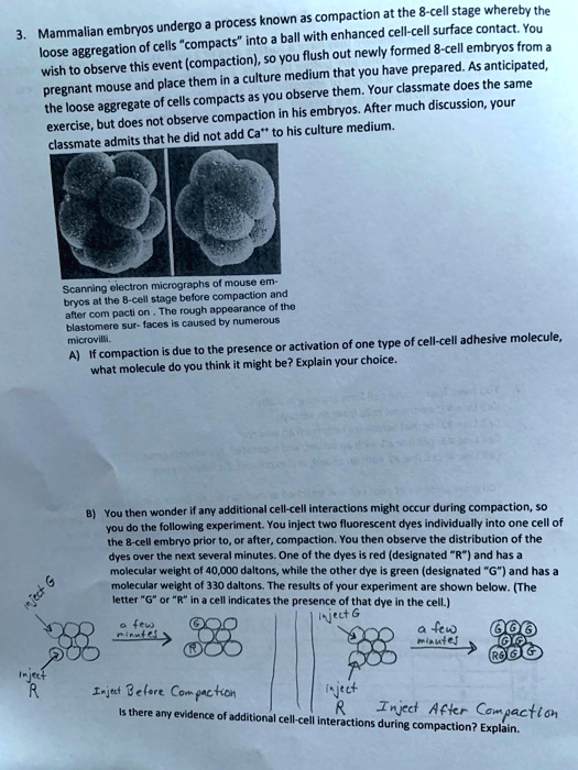 SOLVED: Compaction is the 8-cell stage whereby the process known as ...