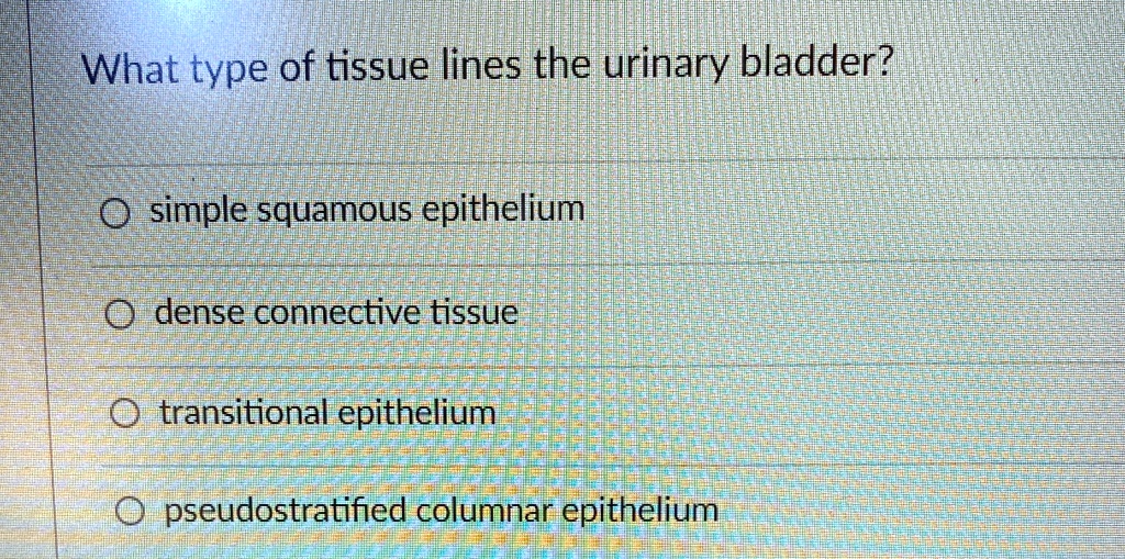 What type of tissue lines the urinary bladder? O simple squamous ...