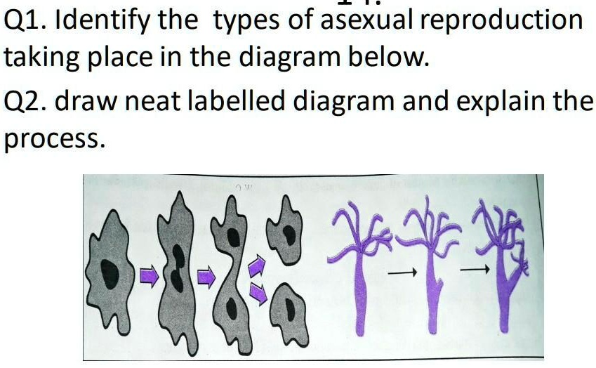 SOLVED: 'identify the types of asexual reproduction taking place in the ...