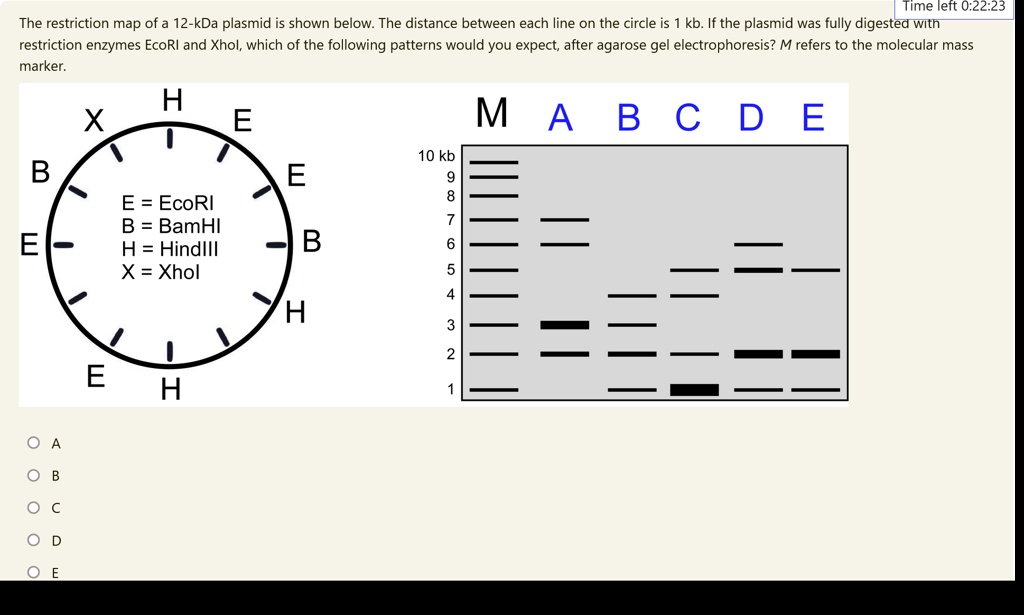 SOLVED: The restriction map of a 12-kDa plasmid is shown below. The ...