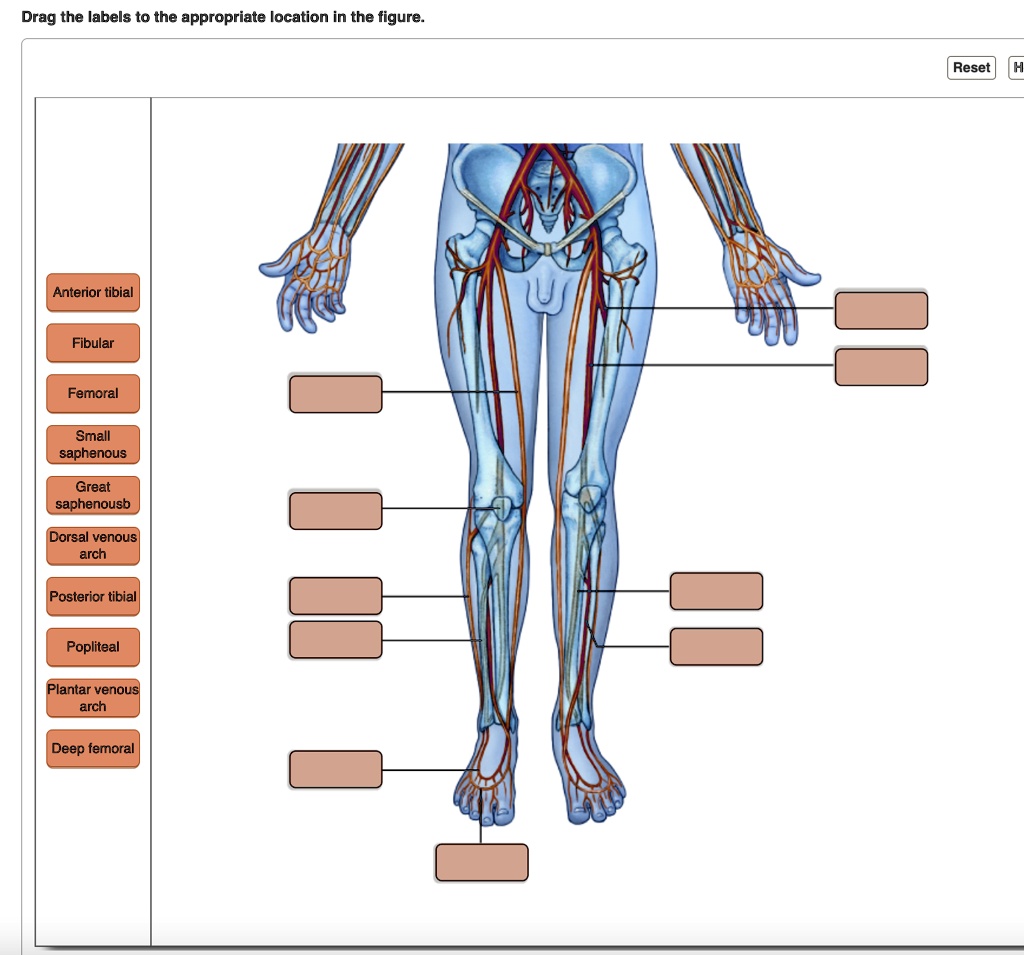 SOLVED: Drag the labels to the appropriate location in the figure ...