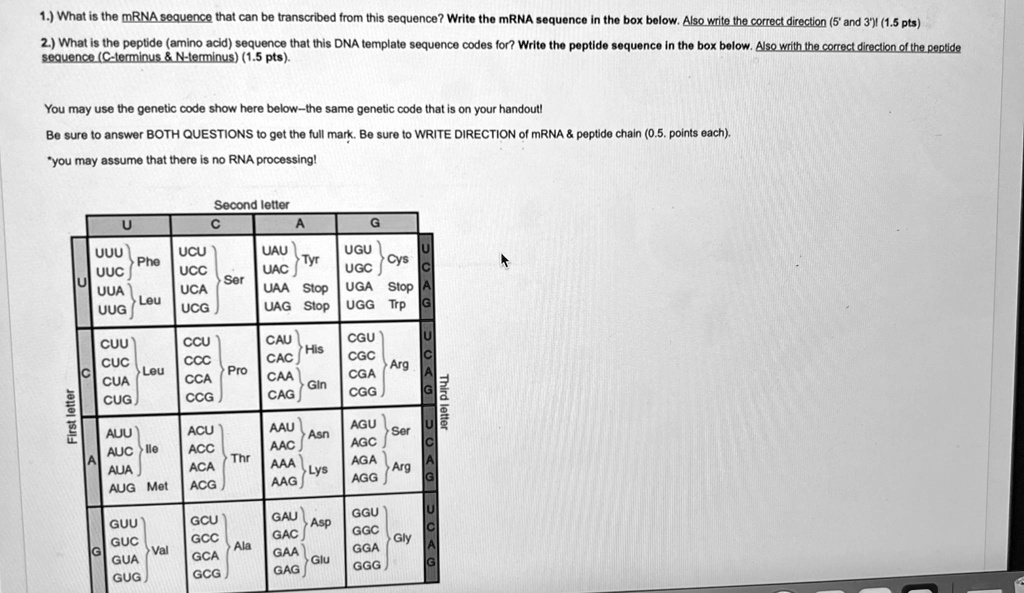 SOLVED: 1.) What is the mRNA sequence that can be transcribed from this sequence? Write the mRNA ...