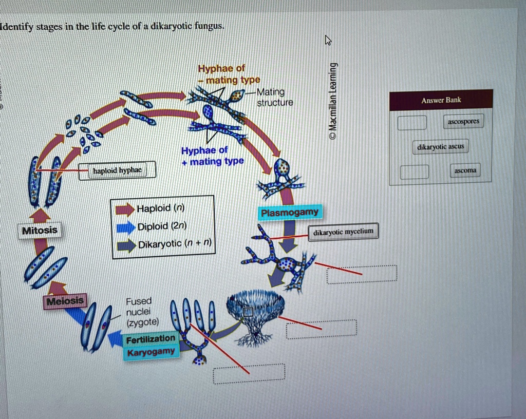 identify stages in the life cycle of a dikaryotic fungus hyphae of ...