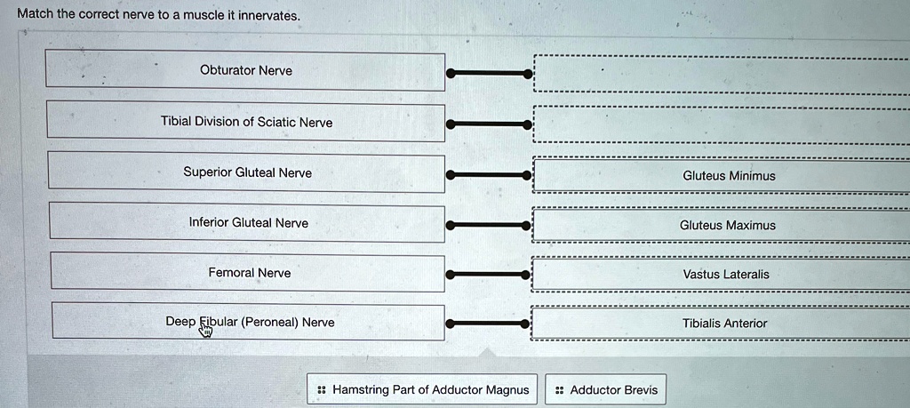 match the correct nerve to a muscle it innervates obturator nerve ...