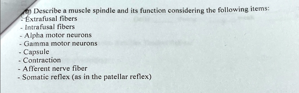 Describe a muscle spindle and its function considering the following ...