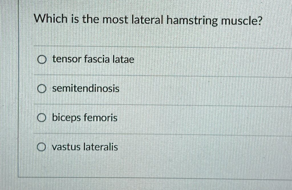 which is the most lateral hamstring muscle tensor fascia latae ...