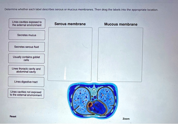 determine whethe each label describes serous mucous membranes then drag ...