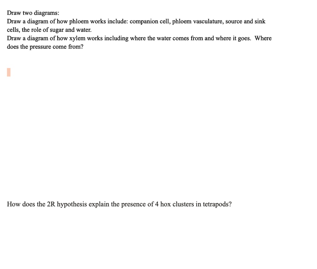 Draw two diagrams: Draw a diagram of how phloem works include ...