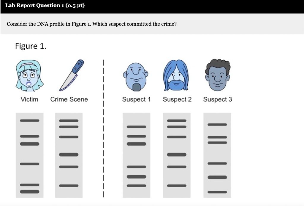 lab report question 05 pt consider the dna profile in figure 1 which ...